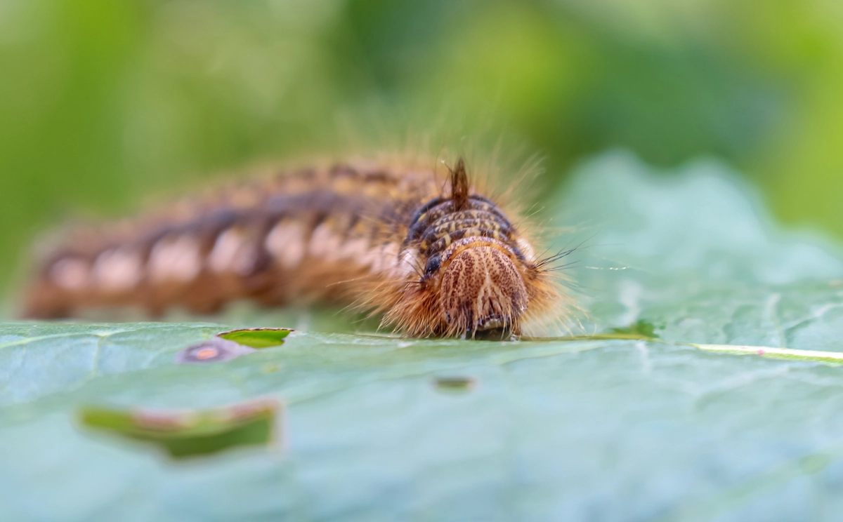 Petite chenille marron maison : identifier et agir efficacement